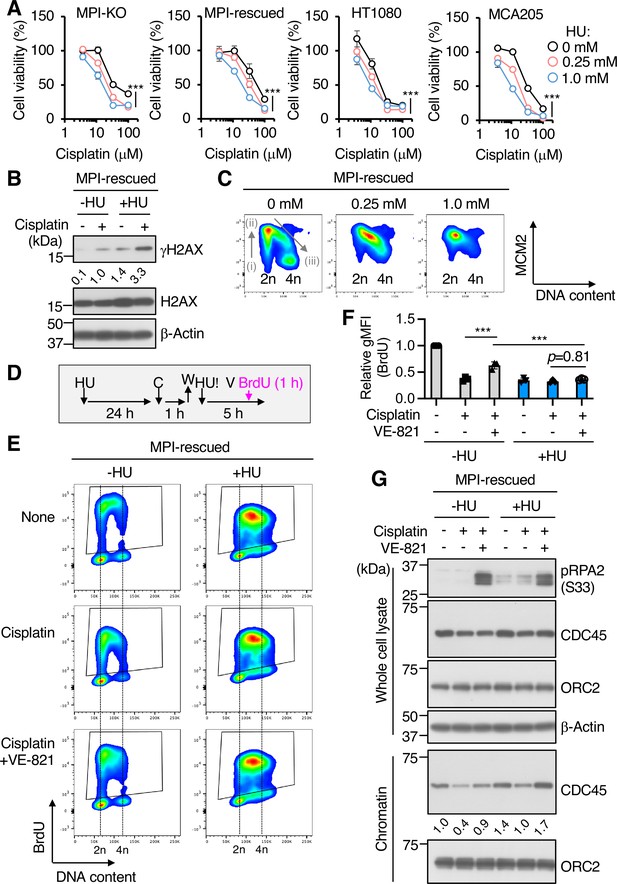 Metabolic Clogging Of Mannose Triggers Dntp Loss And Genomic