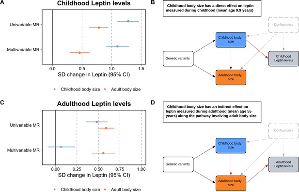 Time Varying And Tissue Dependent Effects Of Adiposity On Leptin Levels