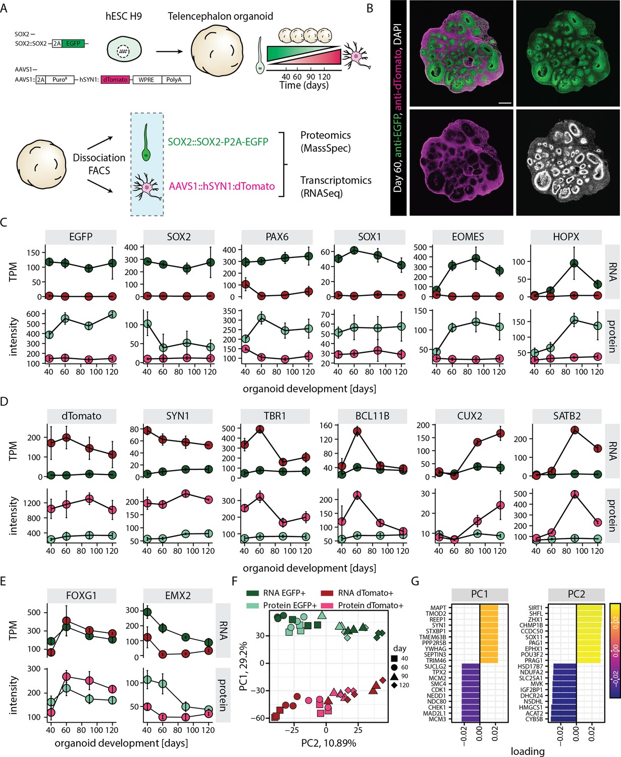 Integrated Transcriptome And Proteome Analysis Reveals
