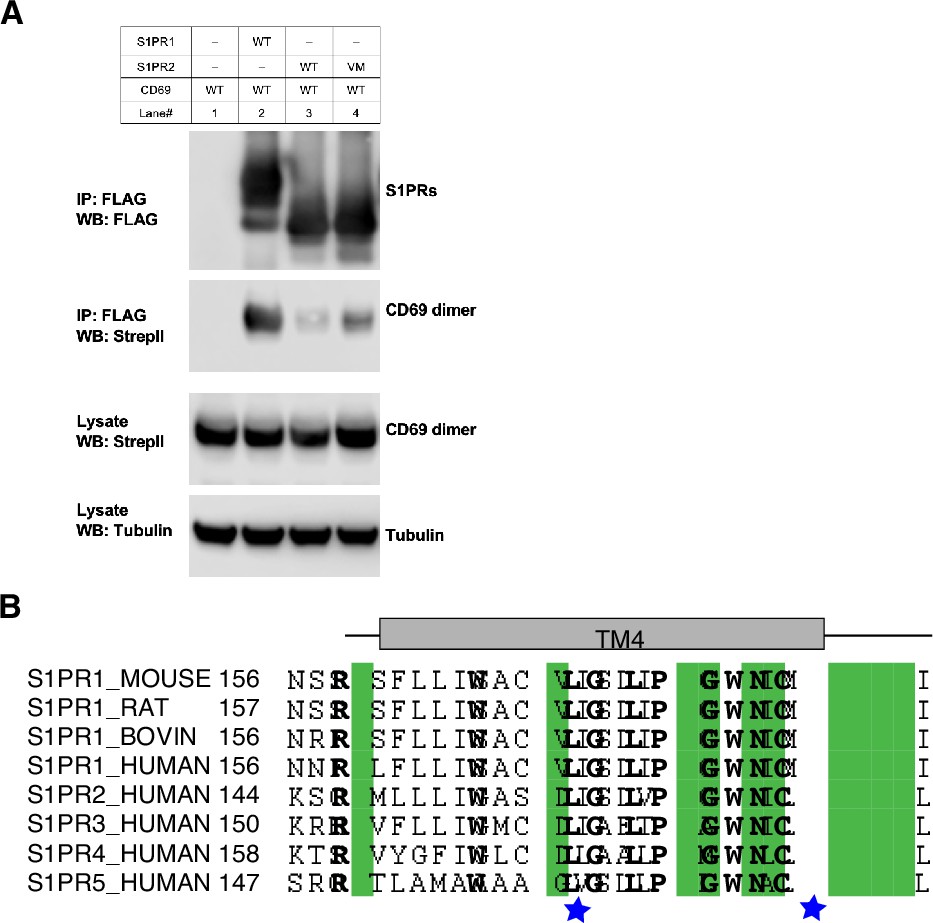 Figures And Data In Transmembrane Protein Cd69 Acts As An S1pr1 Agonist
