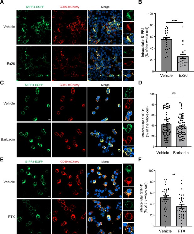 Transmembrane Protein Cd69 Acts As An S1pr1 Agonist Elife