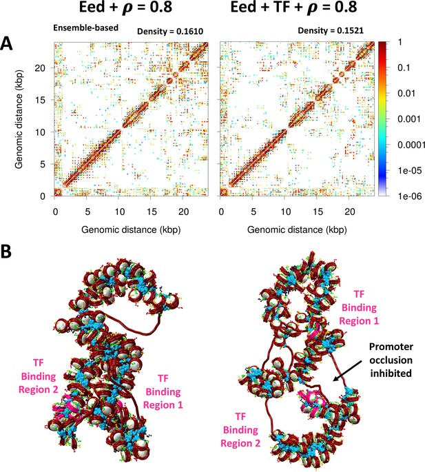 Regulation Of Chromatin Architecture By Transcription Factor Binding