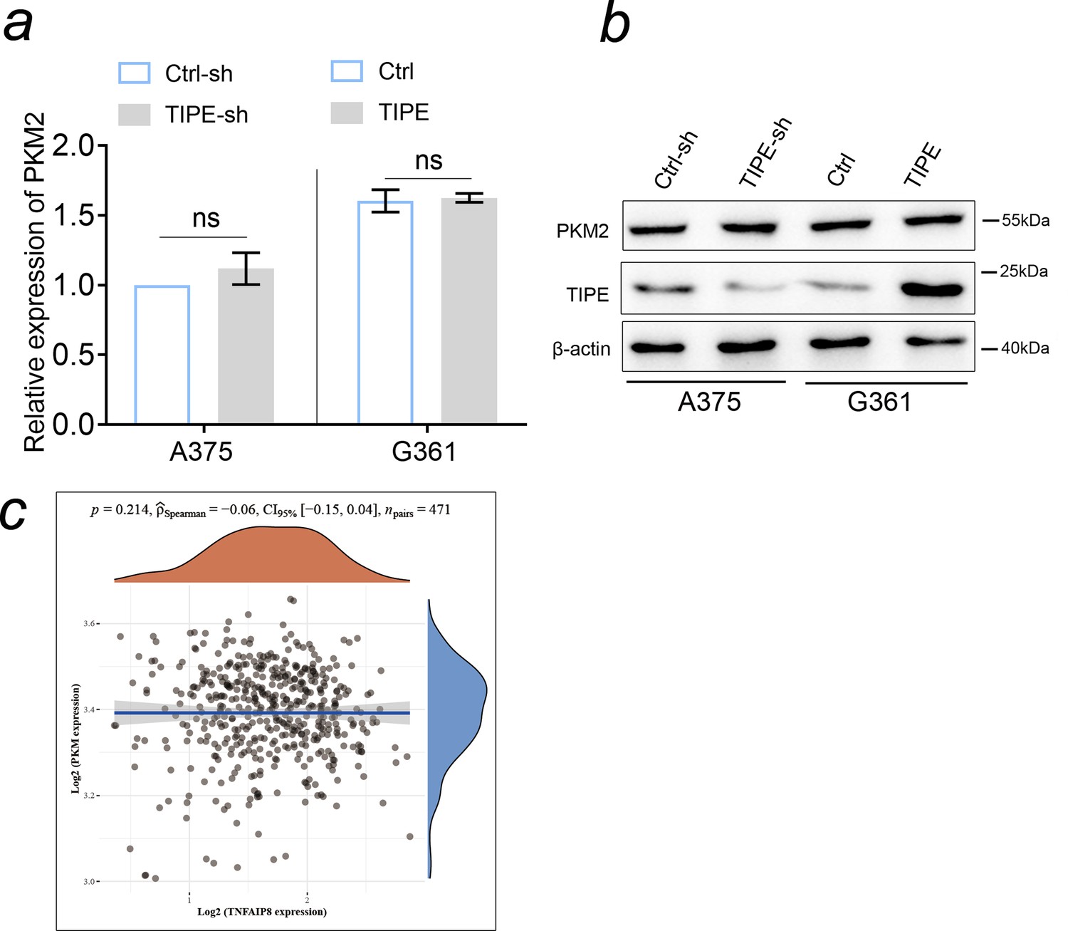 Figures And Data In Tipe Drives A Cancer Stem Like Phenotype By