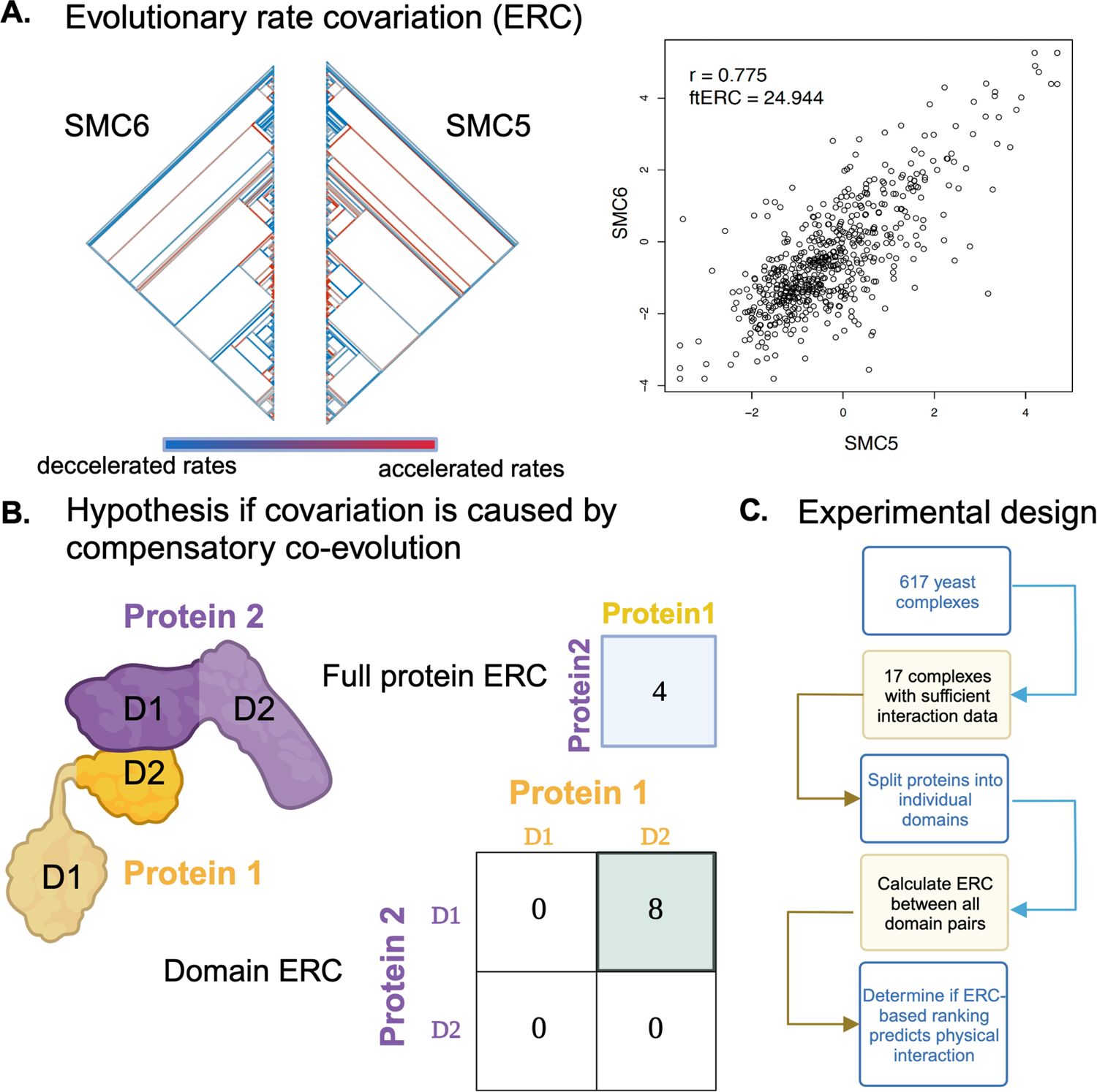 Evolutionary rate covariation is a reliable predictor of co-functional ...