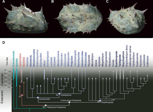 Early evolution of the ecdysozoan body plan | eLife