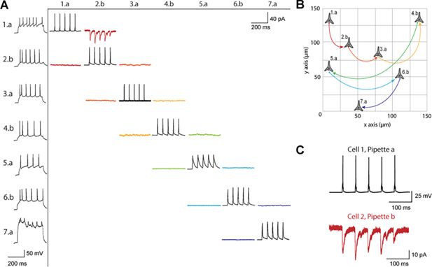 Patch-walking, a coordinated multi-pipette patch clamp for efficiently ...